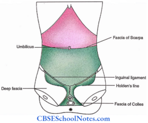 Bones of the Abdomen Notes - CBSE School Notes