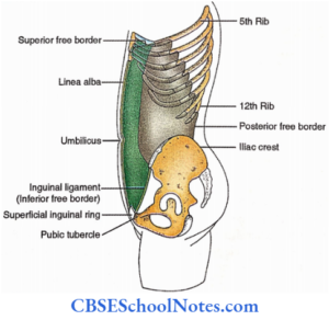 Bones of the Abdomen Notes - CBSE School Notes