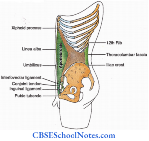Bones of the Abdomen Notes - CBSE School Notes