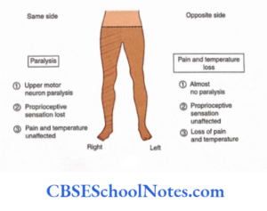 Ascending Descending Tracts Of The Spinal Cord Notes - CBSE School Notes