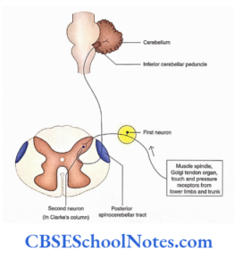 Ascending Descending Tracts Of The Spinal Cord Notes - CBSE School Notes