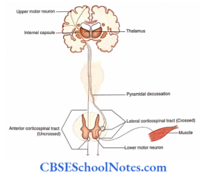 Ascending Descending Tracts Of The Spinal Cord Notes - CBSE School Notes