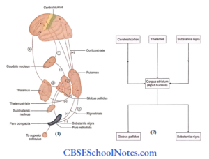 Basal Nuclei Anatomy - Functions, Parts Notes - CBSE School Notes