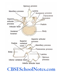 Bones Of The Abdominal And Pelvic Regions Notes - CBSE School Notes