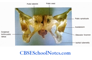 Bones Of The Abdominal And Pelvic Regions Notes - CBSE School Notes