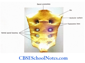 Bones Of The Abdominal And Pelvic Regions Notes - CBSE School Notes