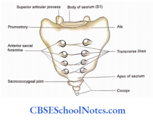 Bones Of The Abdominal And Pelvic Regions Notes - CBSE School Notes