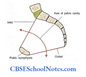 Bones Of The Abdominal And Pelvic Regions Notes - CBSE School Notes