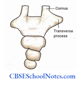 Bones Of The Abdominal And Pelvic Regions Notes - CBSE School Notes