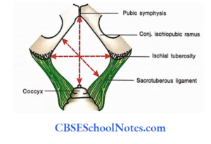 Bones Of The Abdominal And Pelvic Regions Notes - CBSE School Notes