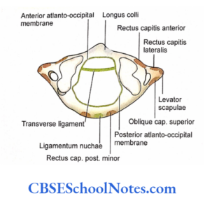 Bones Of The Head And Neck Regions Notes - CBSE School Notes