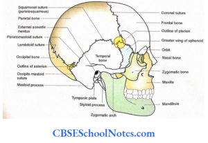 Bones Of The Head And Neck Regions Notes - CBSE School Notes