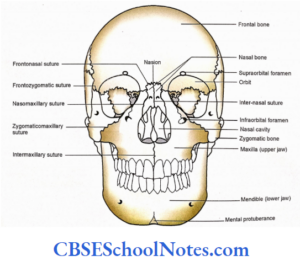 Bones Of The Head And Neck Regions Notes - CBSE School Notes