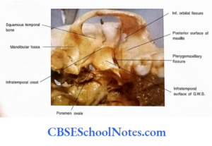 Bones Of The Head And Neck Regions Notes - CBSE School Notes