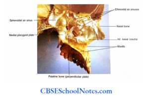 Bones Of The Head And Neck Regions Notes - CBSE School Notes
