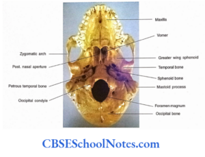 Bones Of The Head And Neck Regions Notes - CBSE School Notes