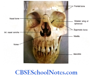 Bones Of The Head And Neck Regions Notes - CBSE School Notes