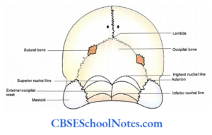 Bones Of The Head And Neck Regions Notes - CBSE School Notes