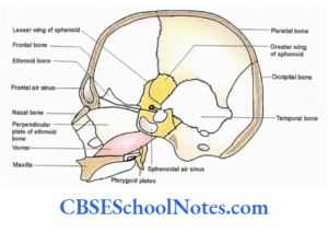 Bones Of The Head And Neck Regions Notes - CBSE School Notes