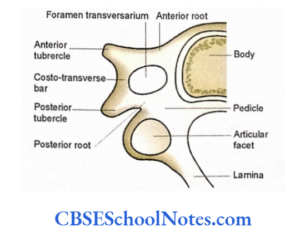 Bones Of The Head And Neck Regions Notes - CBSE School Notes
