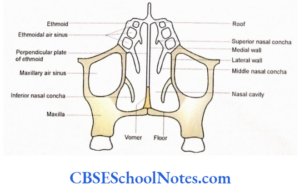 Bones Of The Head And Neck Regions Notes - CBSE School Notes