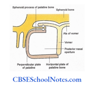 Bones Of The Head And Neck Regions Notes - CBSE School Notes