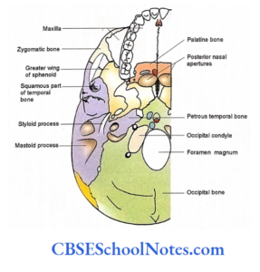 Bones Of The Head And Neck Regions Notes - CBSE School Notes