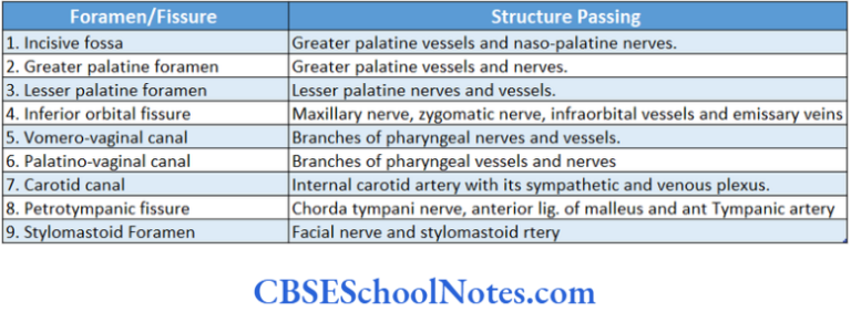 Bones Of The Head And Neck Regions Notes - CBSE School Notes
