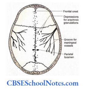 Bones Of The Head And Neck Regions Notes - CBSE School Notes