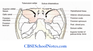 Bones Of The Head And Neck Regions Notes - CBSE School Notes