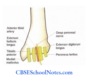 Bones Of The Lower Limb Notes - CBSE School Notes