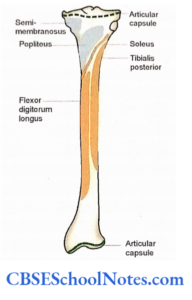 Bones Of The Lower Limb Notes - CBSE School Notes