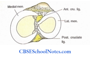 Bones Of The Lower Limb Notes - CBSE School Notes