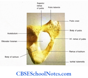 Bones Of The Lower Limb Notes - CBSE School Notes