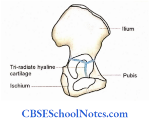 Bones Of The Lower Limb Notes - CBSE School Notes