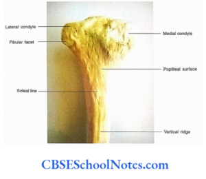 Bones Of The Lower Limb Notes - CBSE School Notes