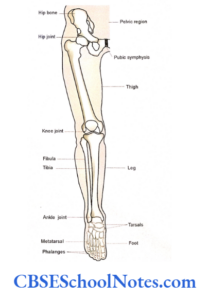 Bones Of The Lower Limb Notes - CBSE School Notes