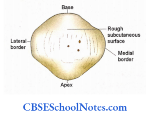 Bones Of The Lower Limb Notes - CBSE School Notes
