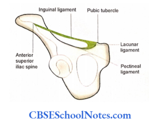 Bones Of The Lower Limb Notes - CBSE School Notes