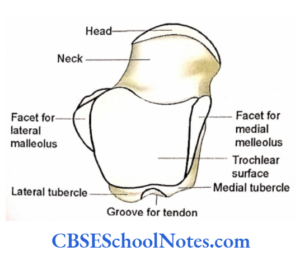 Bones Of The Lower Limb Notes - CBSE School Notes