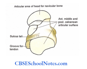 Bones Of The Lower Limb Notes - CBSE School Notes
