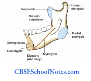 Bones Of The Skull Notes - CBSE School Notes