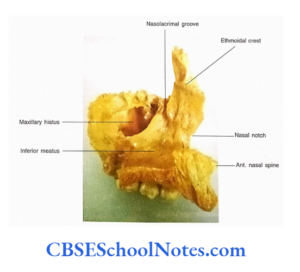 Bones Of The Skull Notes - CBSE School Notes