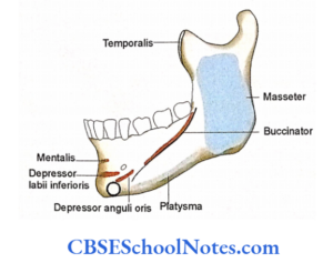 Bones Of The Skull Notes - CBSE School Notes