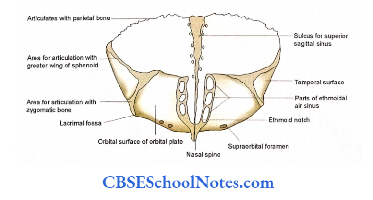 Bones Of The Skull Notes - CBSE School Notes