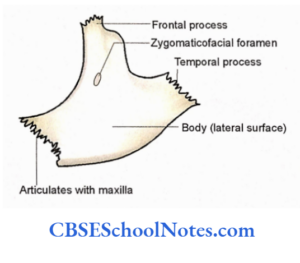 Bones Of The Skull Notes - CBSE School Notes