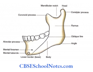 Bones Of The Skull Notes - CBSE School Notes
