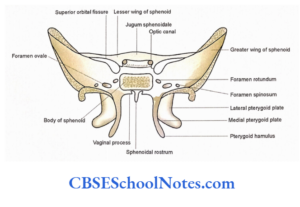 Bones Of The Skull Notes - CBSE School Notes