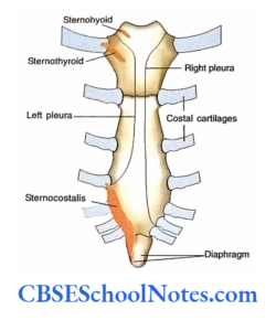 Bones Of The Thoracic Region Notes - CBSE School Notes