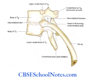 Bones Of The Thoracic Region Notes - CBSE School Notes